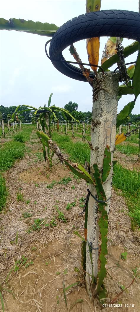 Penyakit Dragon Fruit Object Detection Dataset V1 2022 12 19 1 00am By Sistem Informasi Pertanian