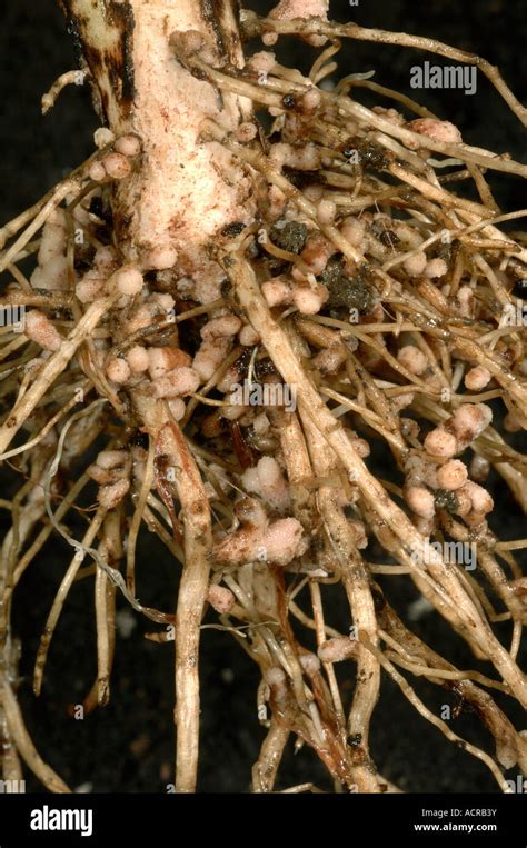 Root Nodules Plants At Margurite Stokes Blog