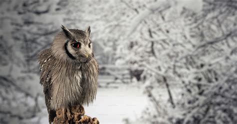 눈 덮인 겨울 배경으로 스튜디오 환경에서 남부 흰 얼굴 올빼미 Ptilopsis Granti의 아름다운 초상화 사진 Unsplash의 겨울 새 이미지