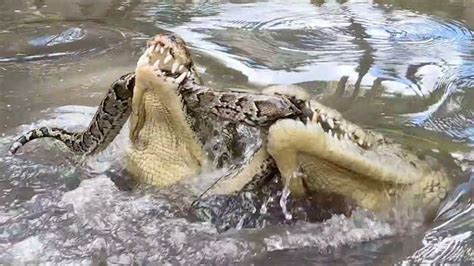 What Eats Snakes 15 Animals That Eat Snakes Exploring Animals