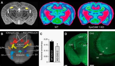Excitatory Synaptic Drive And Feedforward Inhibition In The Hippocampal Ca3 Circuit Are