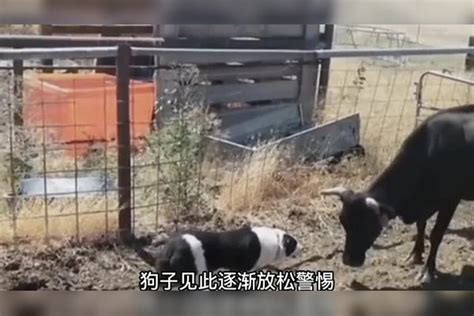 猎犬前后夹击老牛，却被老牛顶上天，度的空中旋转狗子都吐了老牛夹击猎犬