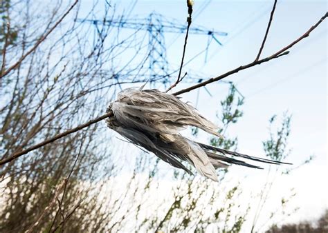 Het Regent Dode Vogels Bij Cattenbroekerplas ‘heb Ze Letterlijk Uit De Lucht Zien Vallen
