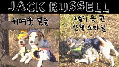 얼굴은 되게 시골개처럼 귀여운데 반전의 성격을 가진 그 이름 잭러셀테리어 강아지브이로그 산책브이로그 Youtube