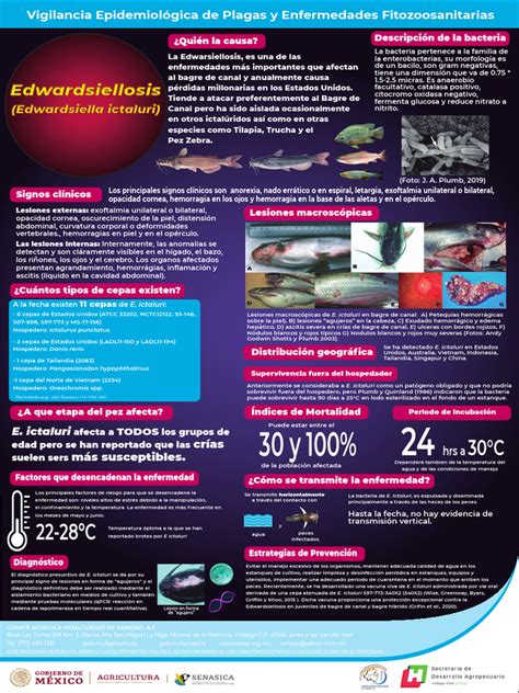 Infografia Edwardsiella Ictaluri Cahsac Pdf Especialidades Medicas Medicina Clinica