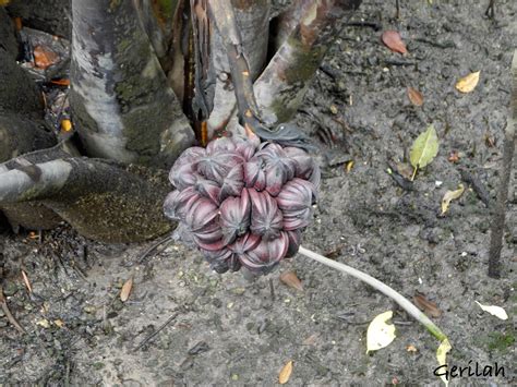 Fruit Of The Nipah Palm At Sungei Buloh In Singapore February 2015