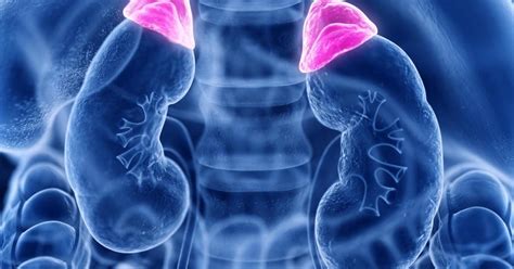 Aldosterone Function