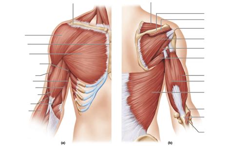 Final Lab Practical Muscle Labeling 6 Diagram Quizlet