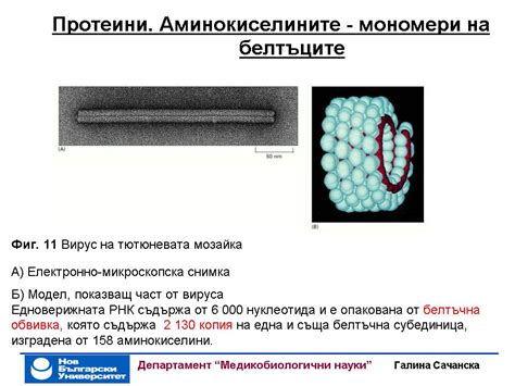 5 3 Химичен състав на клетката Белтъци и нуклеинови киселини