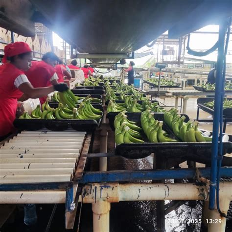 Reportan 34 Millones De Cajas De Banano Cosechadas