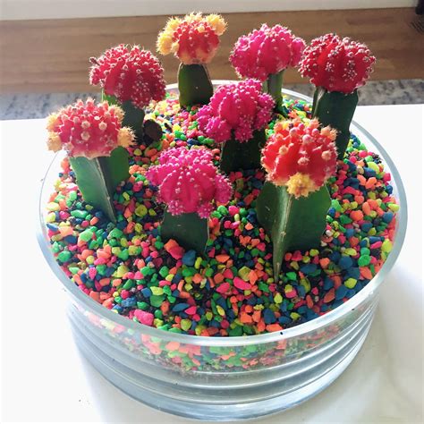 Cactus Propagation How To Propagate Cactus Plants And Cactus Pups Artofit