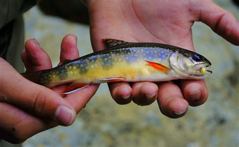 Native Brook Trout Gallery