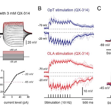 Excitatory And Inhibitory Postsynaptic Currents And Potentials Evoked