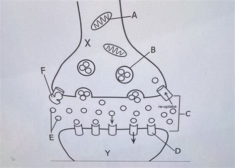 Neuron To Neuron Synapse Diagram Quizlet