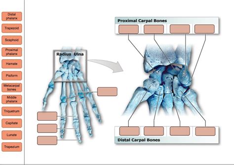 Solved Bones Of The Wrist And Hand Distal Phalanx Proximal Carpal