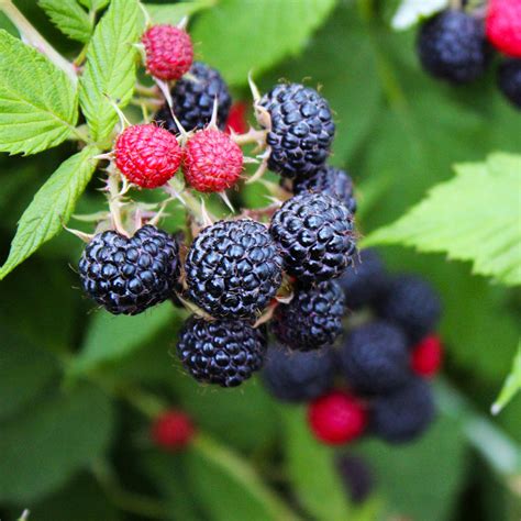 Black Raspberry Bushes For Sale