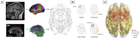The Connectomic Bomb An Insect Brain Speaks More Than Yours Gloneuro