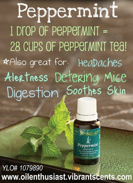 We Gave Up Our Coffee Habit And Switched Over To Drinking Peppermint In