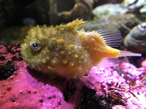 Pacific Spiny Lumpsucker Taxonomy Class Actinopterygii R… Flickr