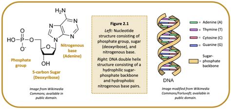 Sugar Phosphate Backbone