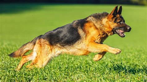 Alman Kurdu Ya Da Alman Çoban Köpeği German Shepherd · Köpek Irkları Ve Köpek Cinsleri