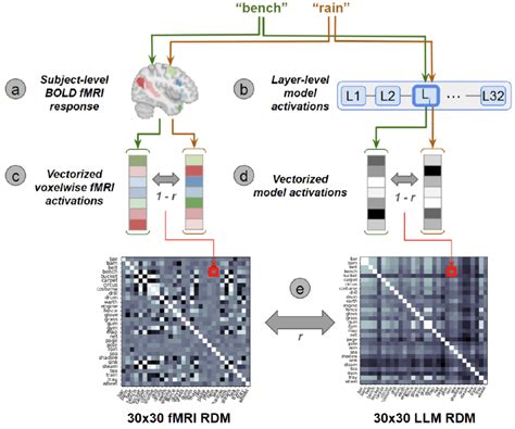 Assessing The Alignment Between Word Representations In The Brain And Large Language Models