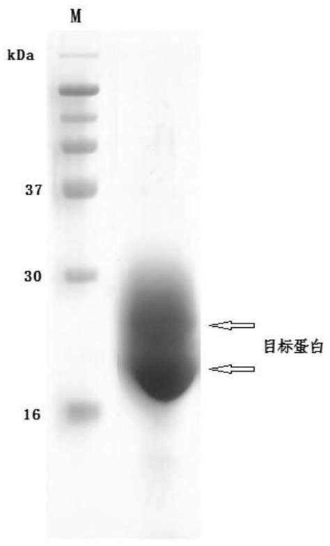 真菌免疫调节蛋白的制备方法及其应用