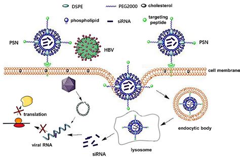Hepatitis B