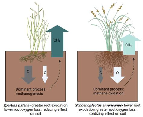 Exudation Là Gì Định Nghĩa Ví Dụ Và Cách Sử Dụng Từ Exudation