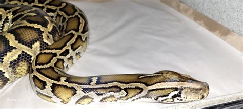 Adult Female Het Albino Labyrinth Pied Burmese Python By Andrew Campbell Reptiles Adult Female Het Albino Labyrinth Pied Burmese Python By Andrew Campbell Reptiles