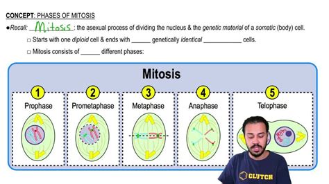 Mitosis Phases In Order