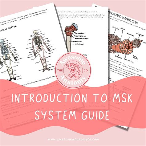 Introduction To MSK Anatomy System Guide Babe Physiotherapy