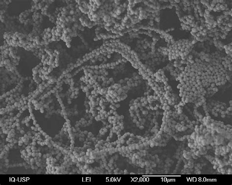 Micrograph Of Pediococcus Pentosaceus Lbm18 Cells Obtained By Scanning Download Scientific