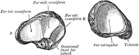 Scaphoid ClipArt ETC