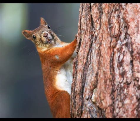 Мосприрода ВАО Лесные сокровища😄🦊 Что для нас сокровища🤔 Алмазы да сапфиры золото да