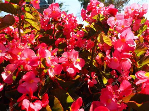 Begonia De Cera Roja Rosa O Begonia Semperflorens Begonia X Semperflorens Cultorum Planta De