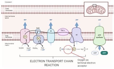 Final Electron Acceptor In Aerobic Respiration