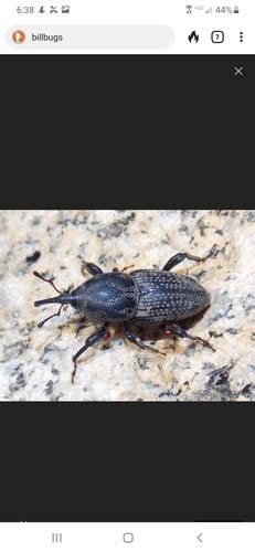 Insects Flashcards Quizlet
