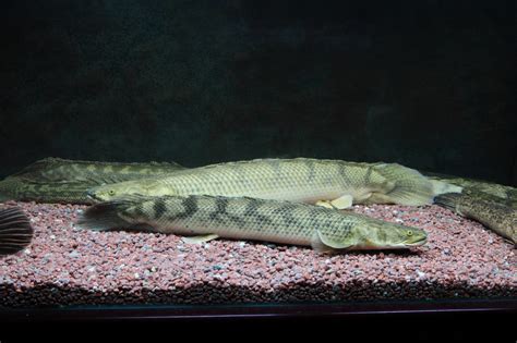 Polypterus Congicus Photo Thread Page 7