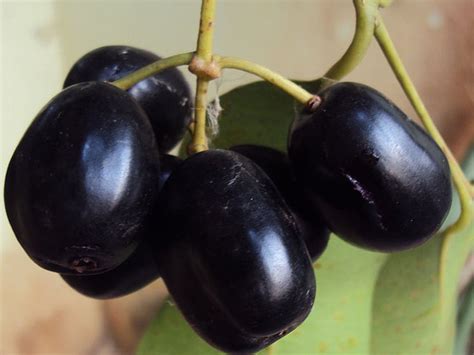 M Tech Gardens Rare Syzygium Cumini Jambolanjava Plumblack Plum