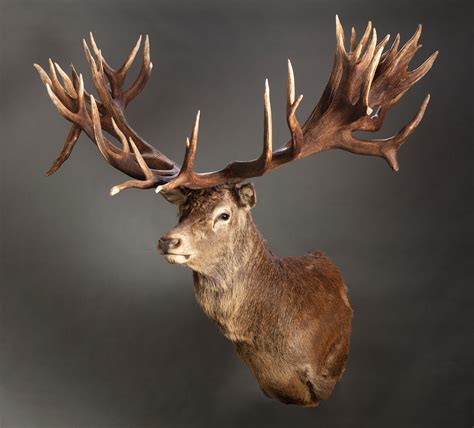 Red Stag Shoulder Mount Nz Taxidermy