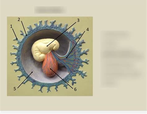 Early Embryo Diagram Quizlet