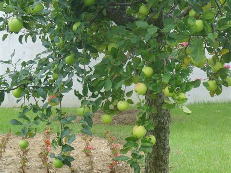 [식물]사과나무 식물 생물종 Bric