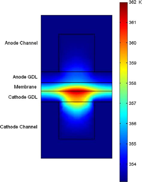 Temperature Distribution Inside The Cell On The Y Z Plane At X ¼ 10 Mm Download Scientific