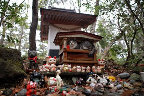 Cats Taking Refuge From Rain At Shrine For Cats Look Like Feline