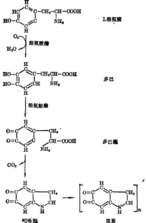 酪氨酸及其代谢 中国医学百科 医学