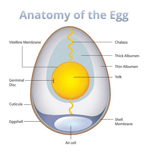 Premium Vector Anatomy Of An Egg Infographic
