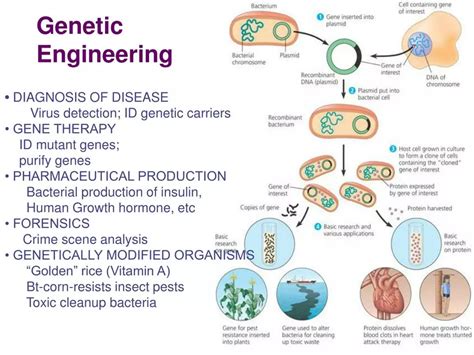 Understanding The Genetics Of Relapsing Remitting Disease