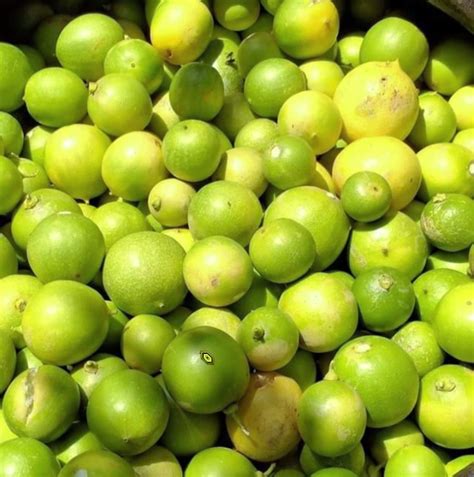 မြင်းမူမြို့နယ်တွင် သံပုရာသီးများ ပိုမိုထွက်ရှိသော်လည်း ဈေးကွက်မရှိ၍ စိုက်ပျိုးရောင်းချသူများ