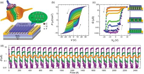 Device Structure And Electrical Characteristics Of A Ferroelectric